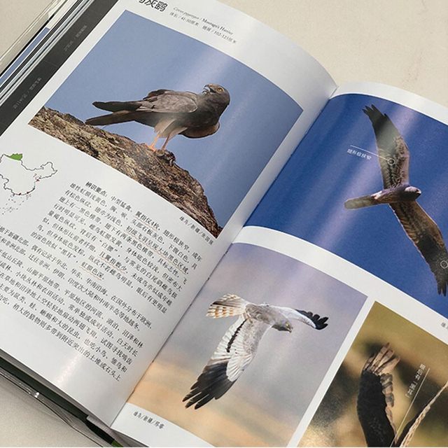 Spot Chinese Birds Picture Book (Raptor Edition) Chinese Birds Field Observation Manual Haisha ...