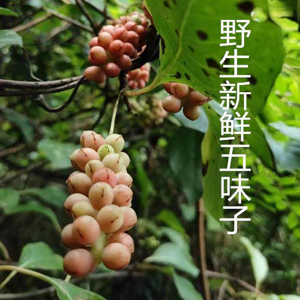 西藏野生药材