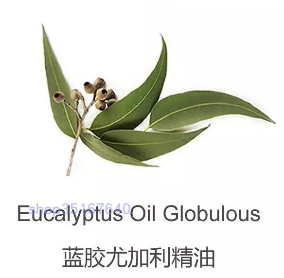 Buy Blue Gum Yugali Essential oil 10ML completely volatile pure ...