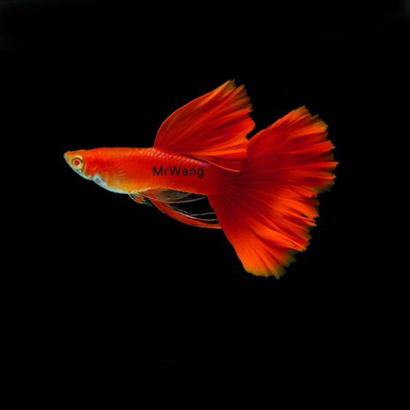 Hard-backed red White seed peacock fish tropical fish anchovy small ...