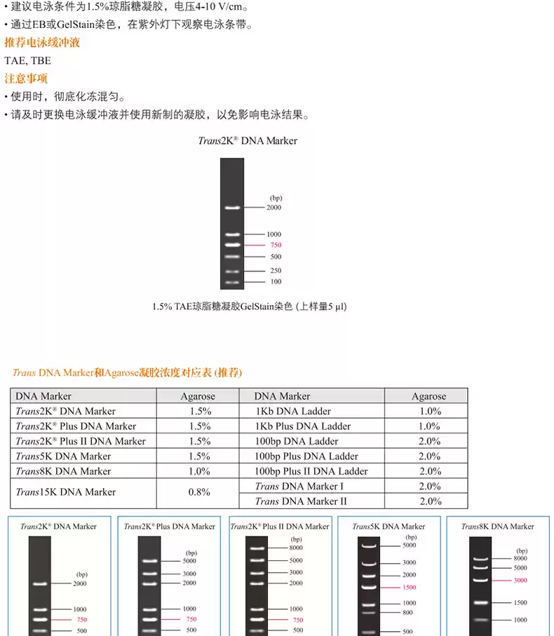 全式金 DNA Marker 分子量標準 DNA Ladder分子梯度