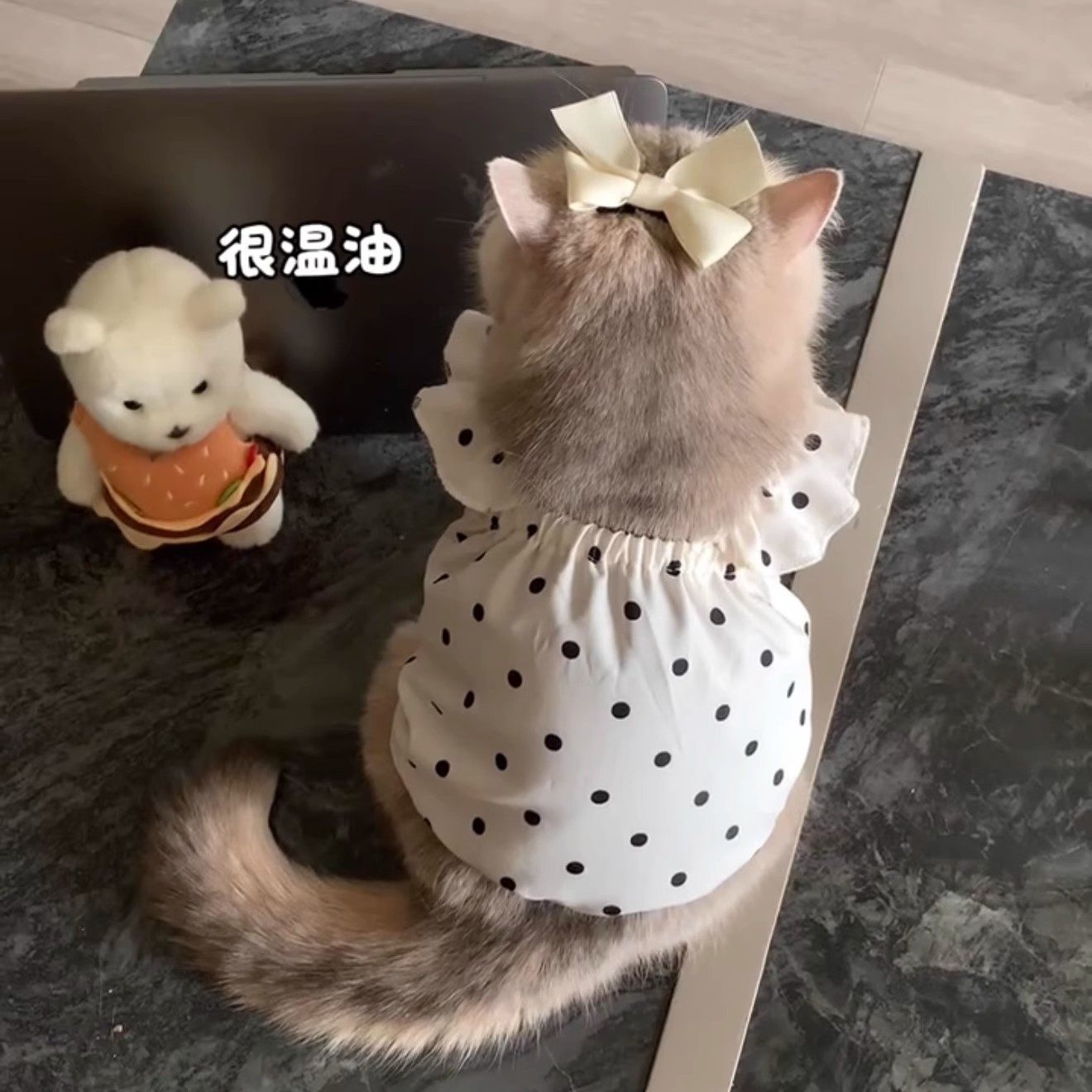 Cat clothes summer lightweight anti-shed princess dress: dress up your ...