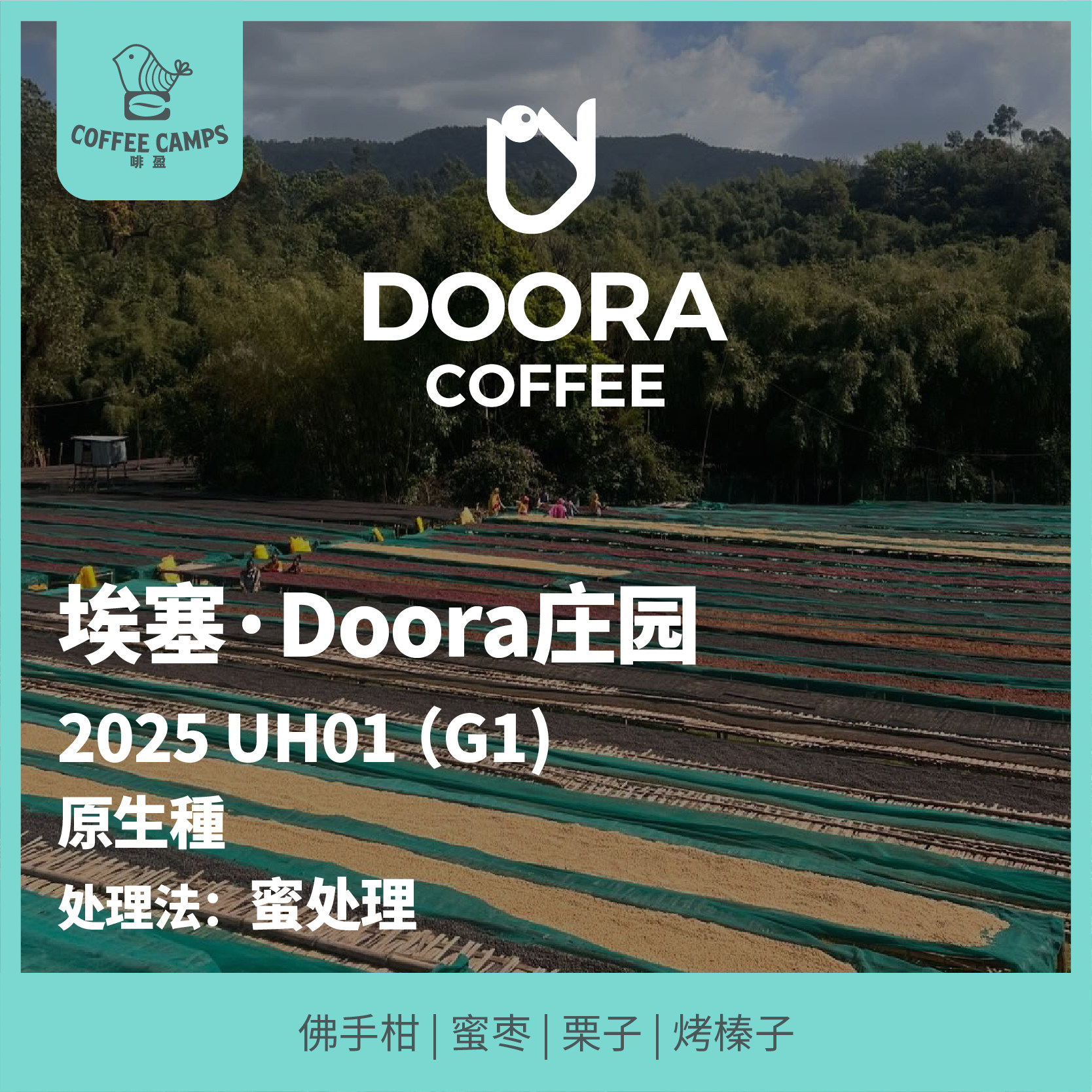 25产季埃塞Doora UH01蜜处理生豆：咖啡爱好者的终极选择！-咖啡豆-淘宝好物网