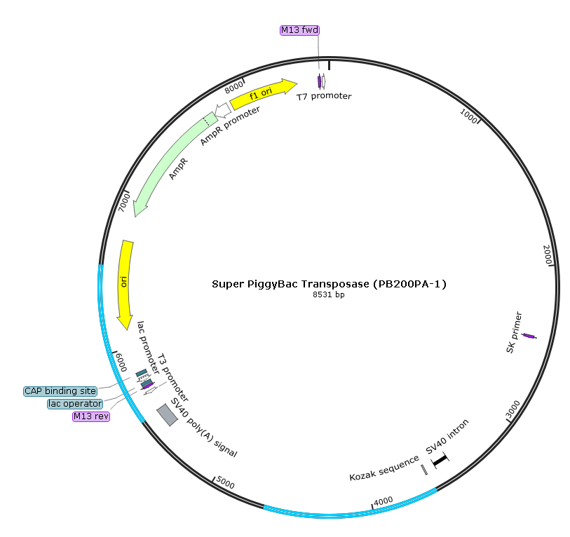 PiggyBac载体PB513B-1，质粒宝推荐！🧬深度解析与体验-实验室用DNA/RNA-淘宝好物网
