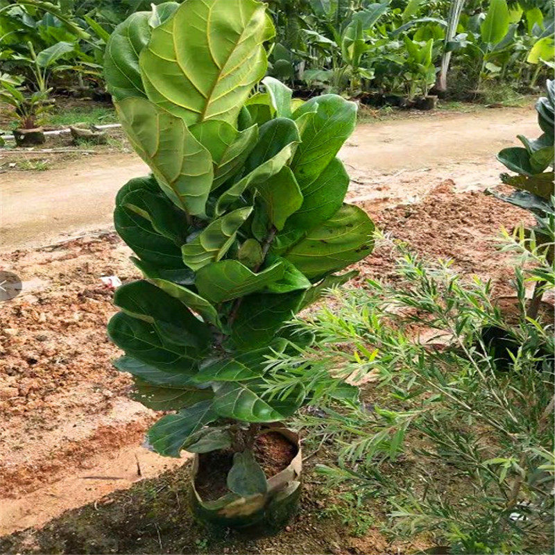 Courtyard open-air large lyre leaf banyan tree seedlings rubber tree ...