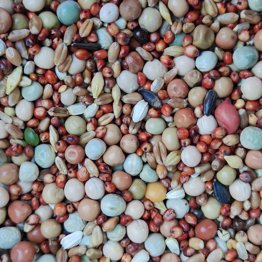 [USD 38.99] Pigeon grain without corn blasting young pigeon breeding ...