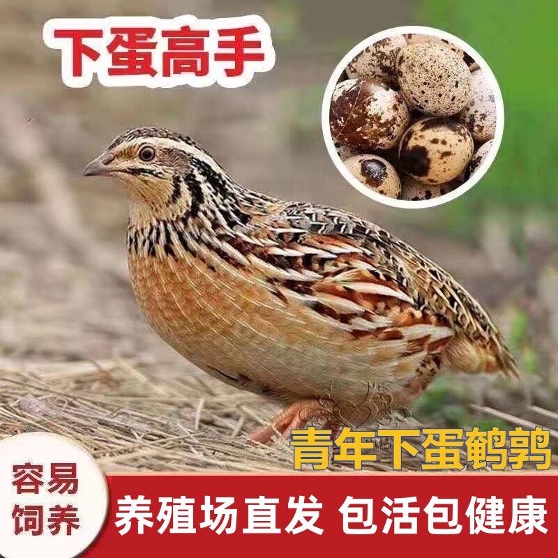 大鹌鹑活苗养殖孵化基地