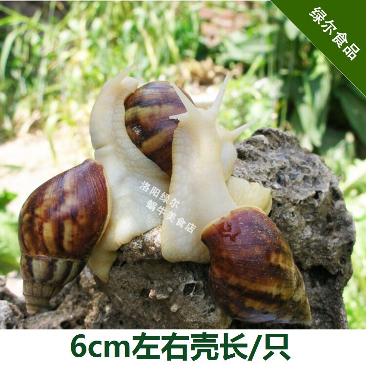 Live snail Fresh white jade French snail Pet catering Snail Live edible ...