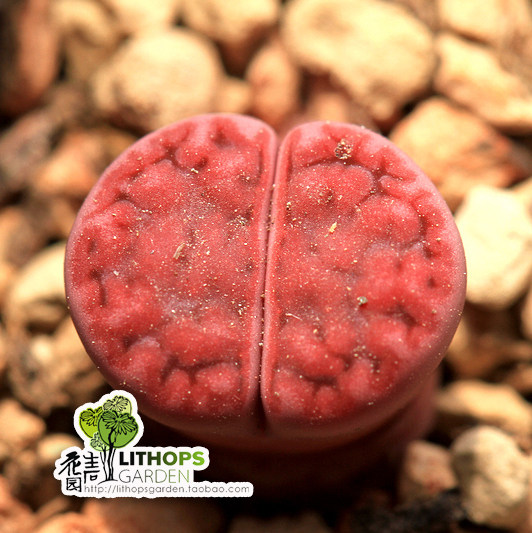C369A LITHOPS karasmontana ssp eberlanzii 'Purper'