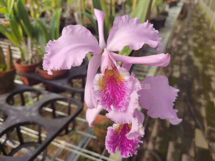 原种大花卡特 C. mossiae tipo 红粉莫西诶