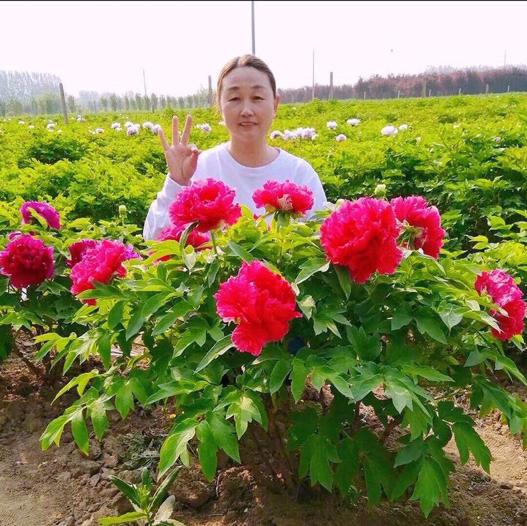 菏泽市诚信牡丹芍药李春梅