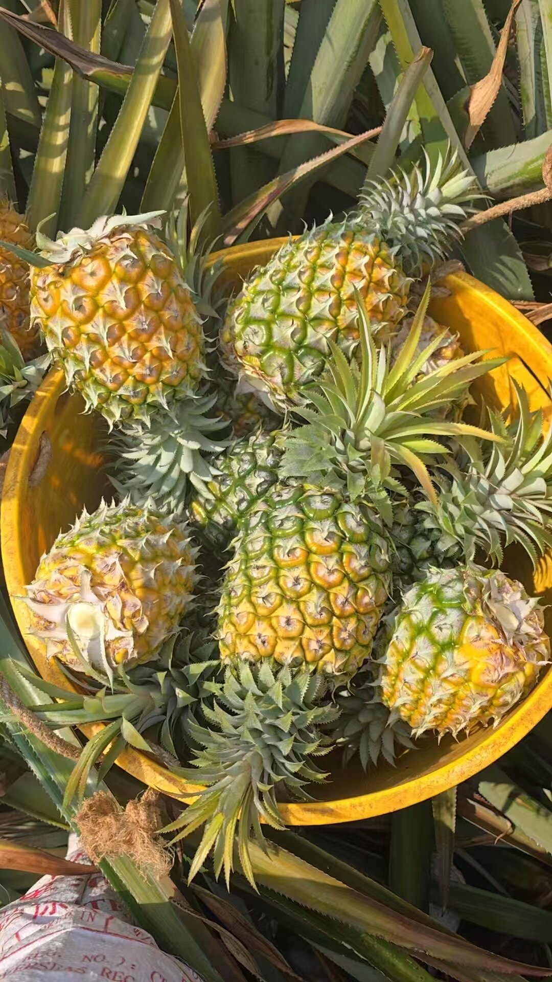 半岛果果