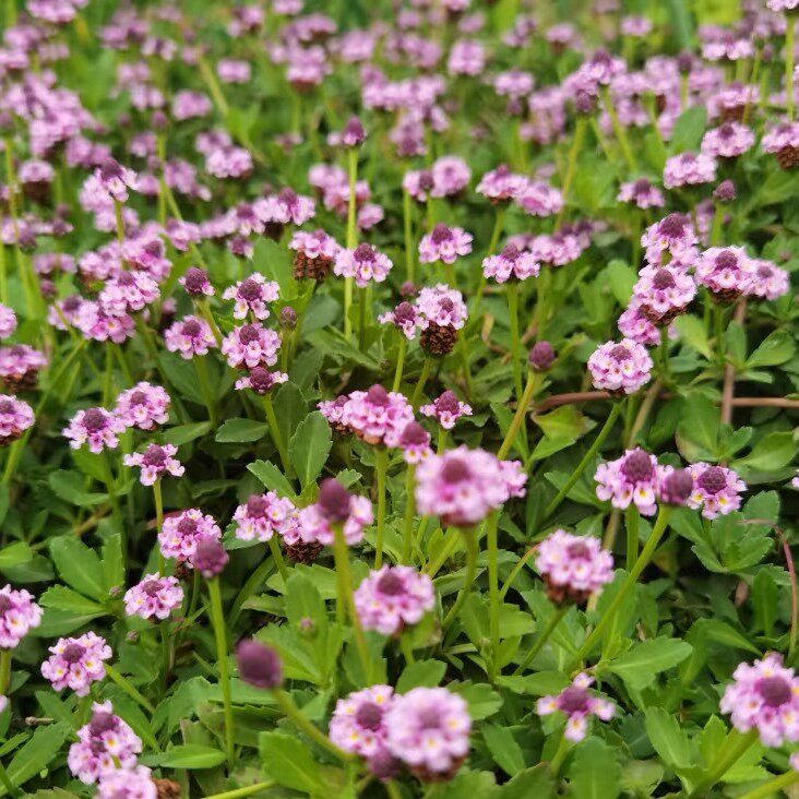 花田世家地被绿植庭院造景基地直发