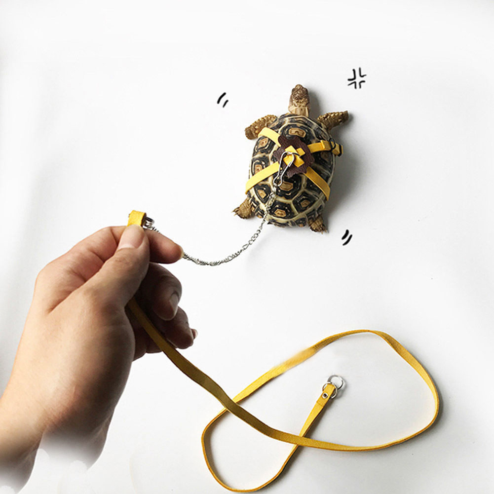 Buy Small pet turtle Turtle traction rope out Traction Belt training ...