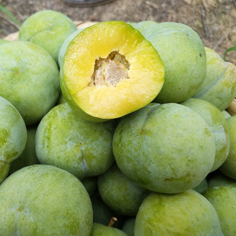Sichuan specialty plums Fresh green plums are picked in season and ...