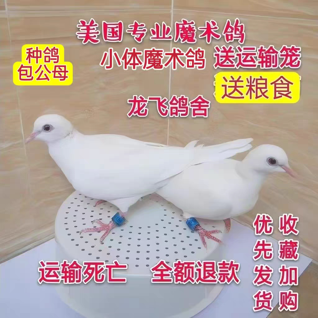 龙飞魔术鸽舍