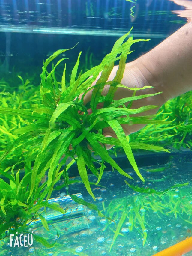水下叶水草繁殖基地