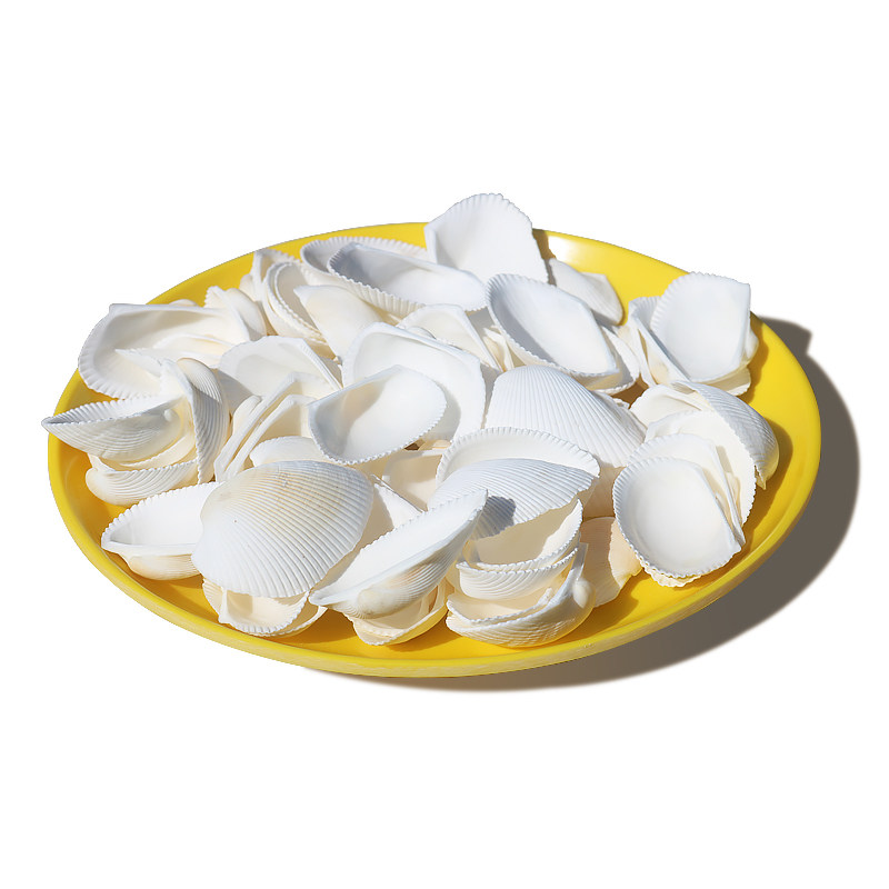 Hermit crab shell roll seafish replacement special shell natural conch ...