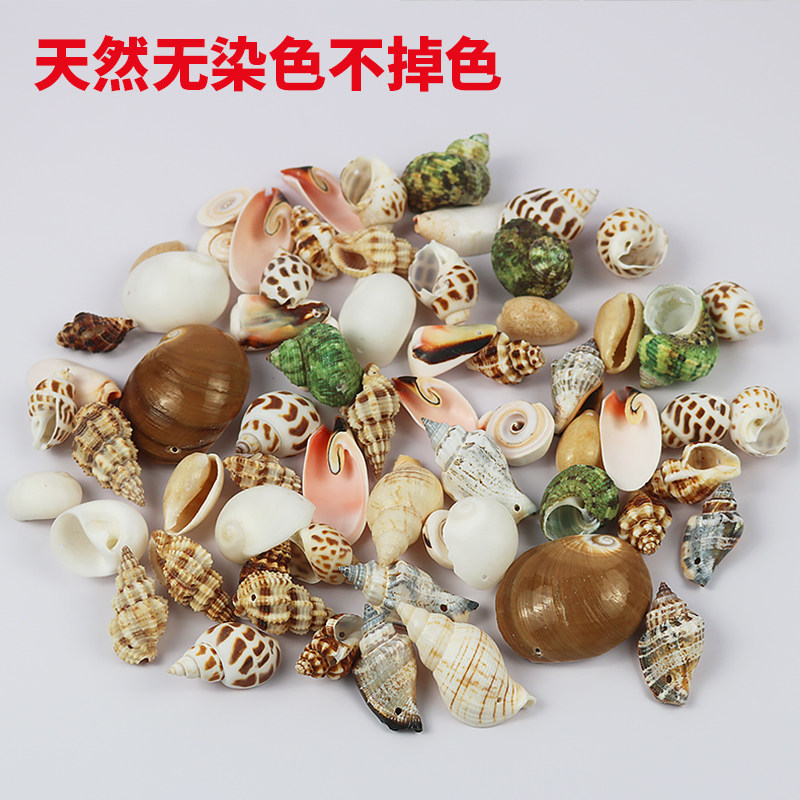 Hermit crab shell roll seafish replacement special shell natural conch ...