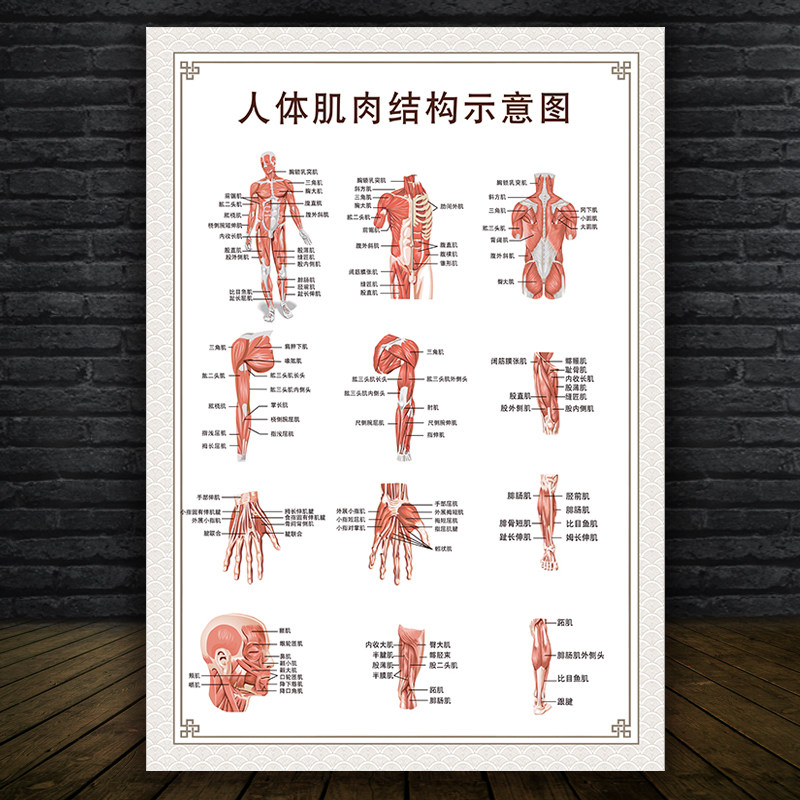 [USD 12.77] Gym gym fitness muscle diagram poster wall with human ...