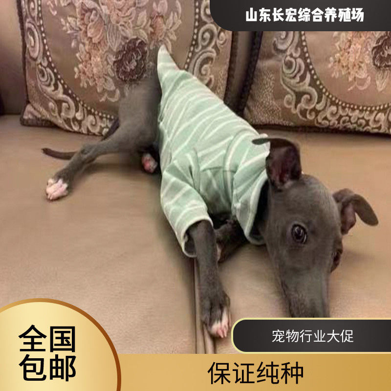 Italian Lingti Dog Net Red Symbol Pure Breed Little Little Red Book ...