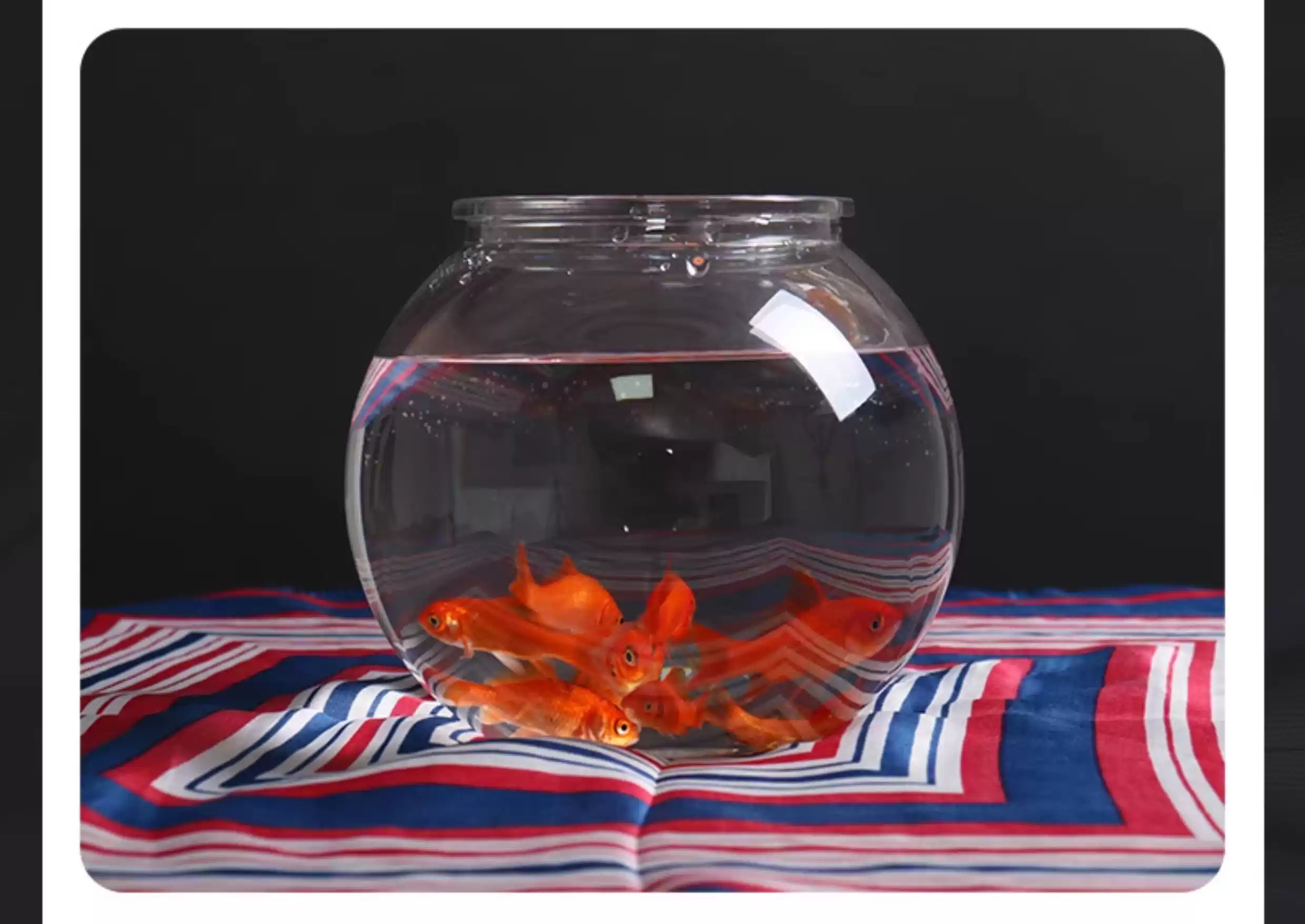 world.taobao.com: northern magic: mini empty tank turns into fish tank ...