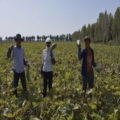 新疆果蔬