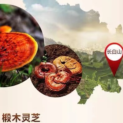 长白滋补店