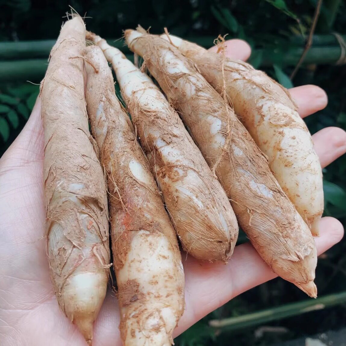 明智农业