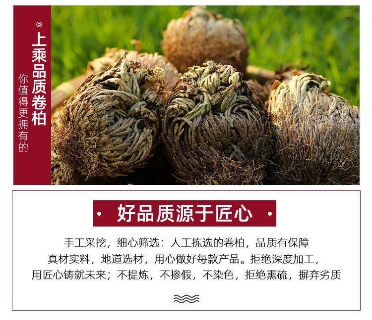 卷柏中九死还魂草干 耶利哥玫瑰 复活草不死草还阳草长生草中草药-阿里巴巴