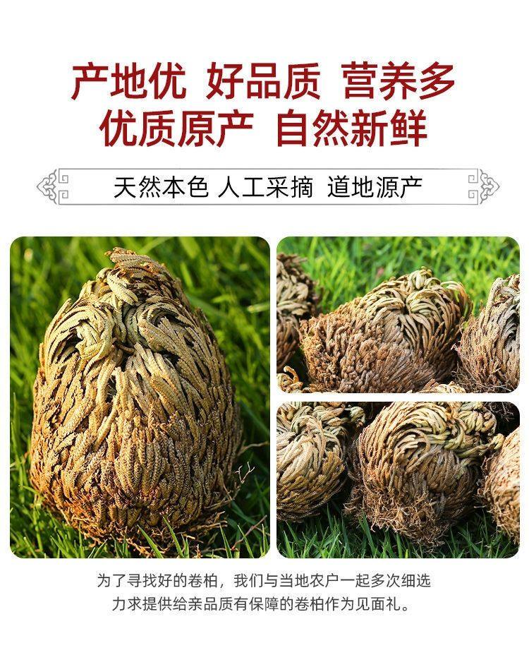 卷柏中九死还魂草干 耶利哥玫瑰 复活草不死草还阳草长生草中草药-阿里巴巴