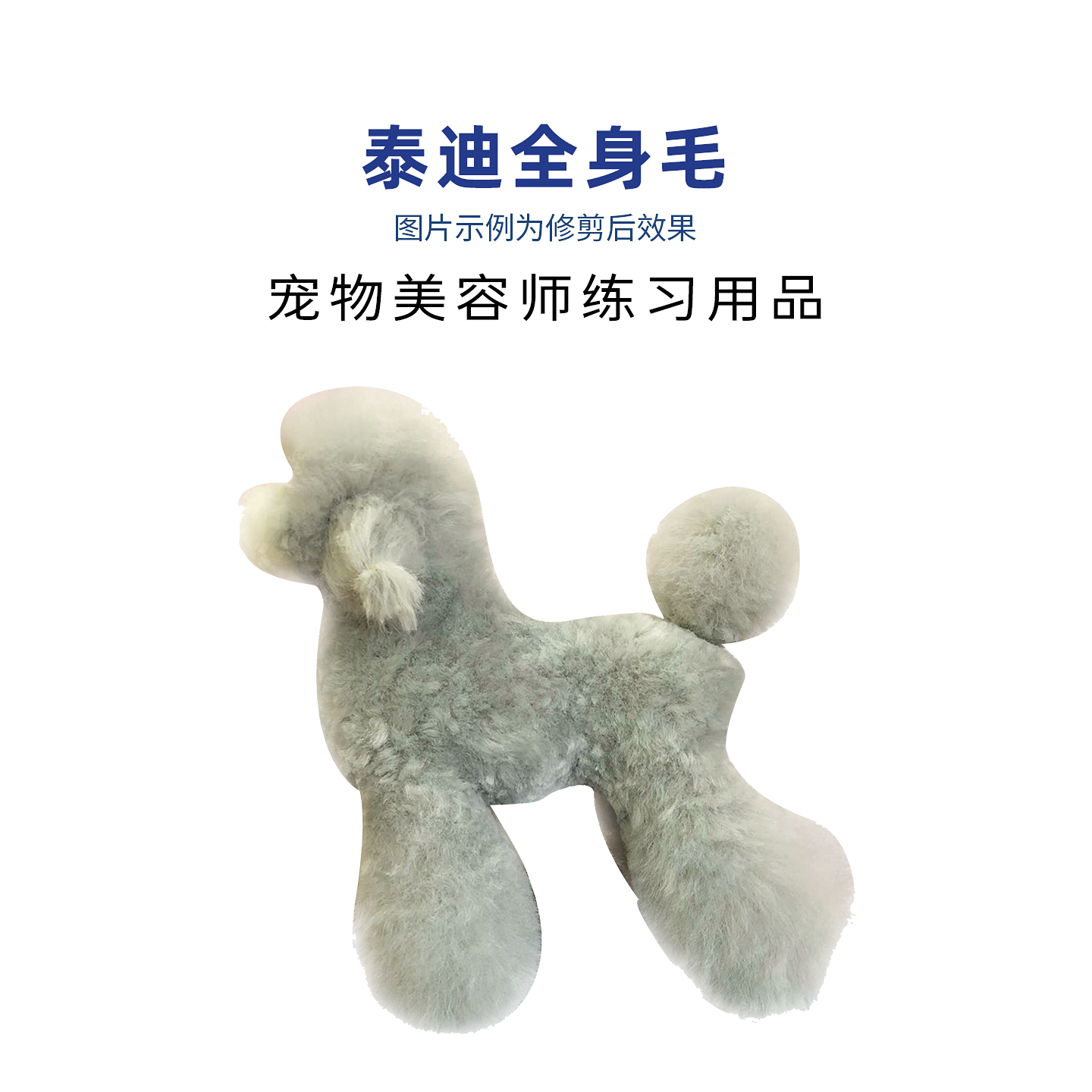Newbie's best friend: taa teddy poodle pet haircut practice head ...
