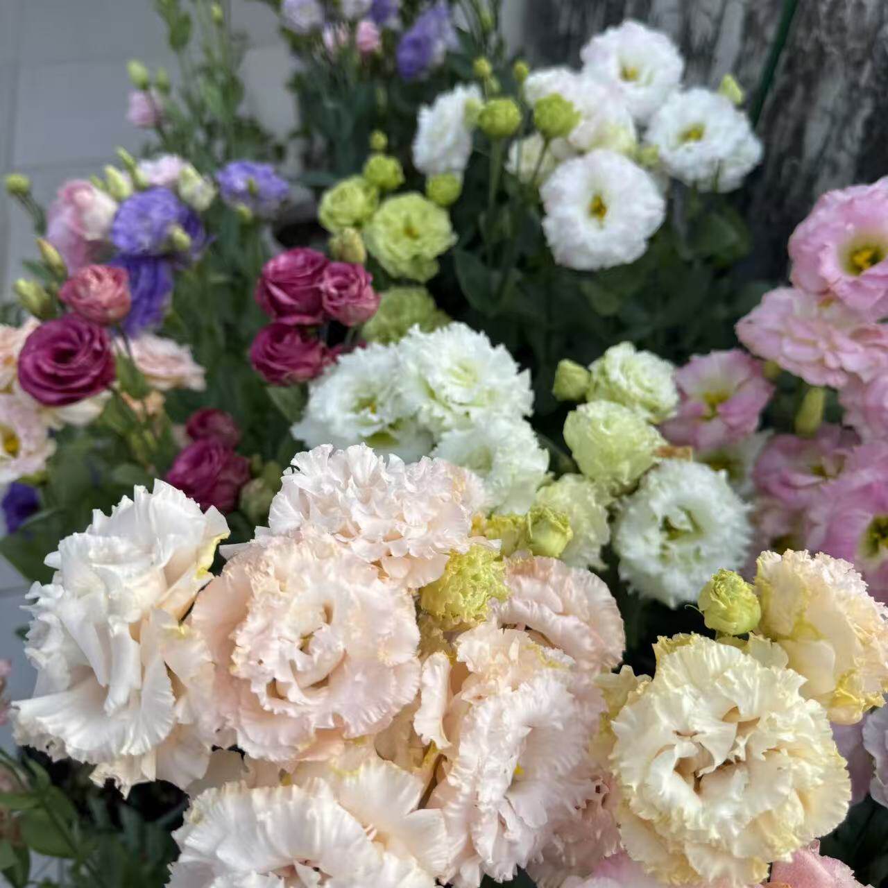云南久汇合花卉种苗基地