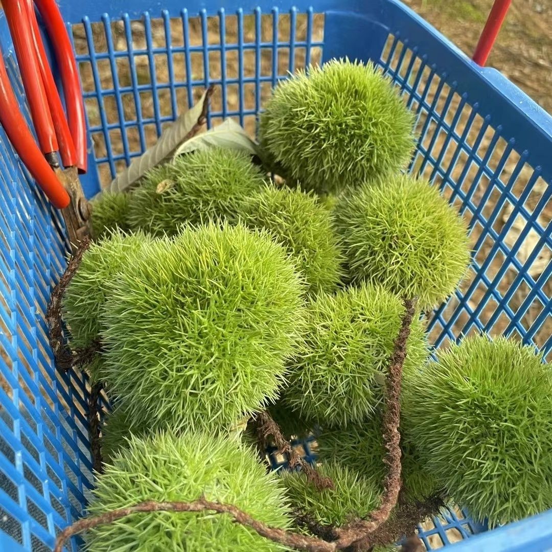 金寨县金大馋土特产店