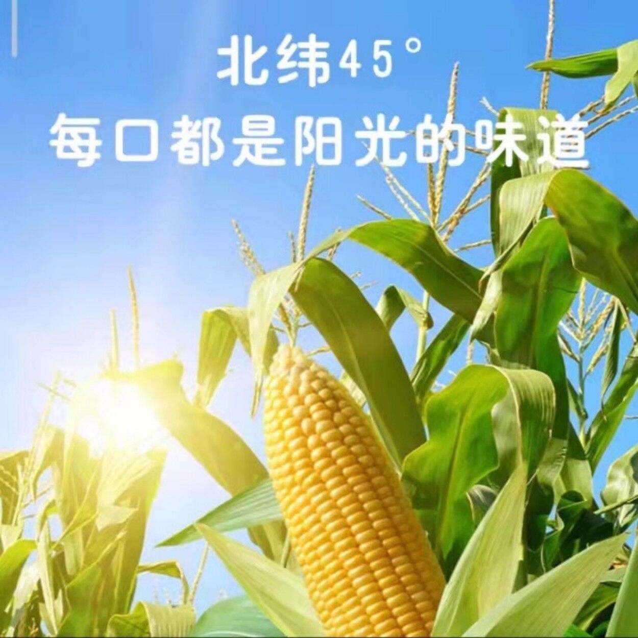 早餐新宠！农朴朴糯玉米8支装，你吃过没有？来聊聊我的美味体验！🌽🌟-玉米-淘宝好物网