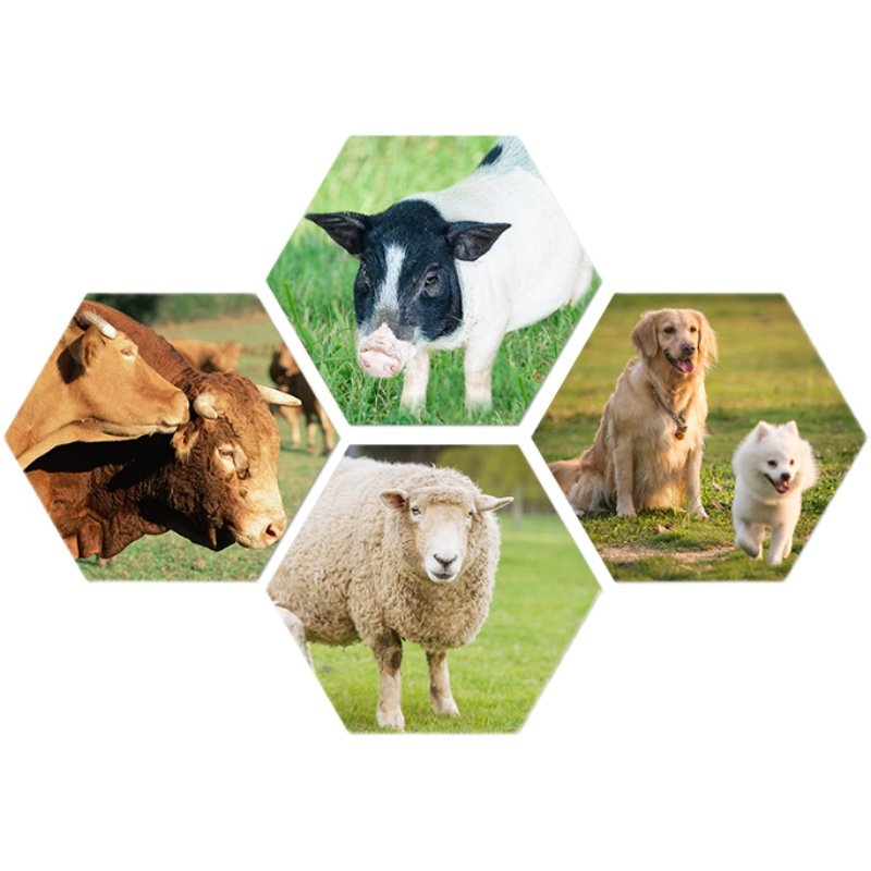 Veterinary drugs Fuyanning Triamcinolone acetonide injection Dogs and ...