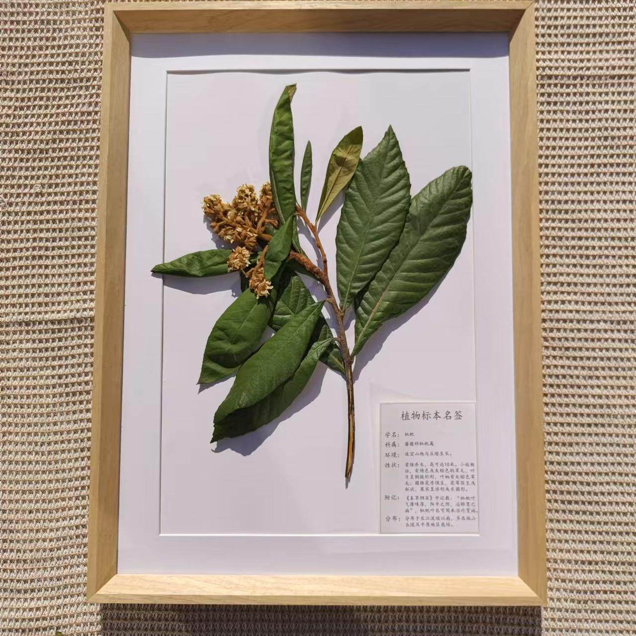 Botanical specimen decorative painting: chinese herbal medicine framed ...