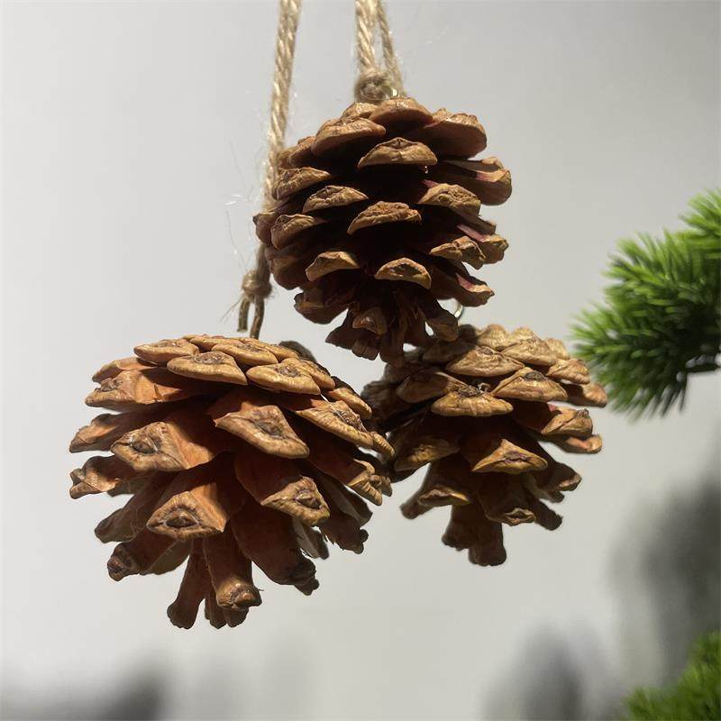 🎉 Parrot toy recommendation: natural pine cone - boredom buster ...