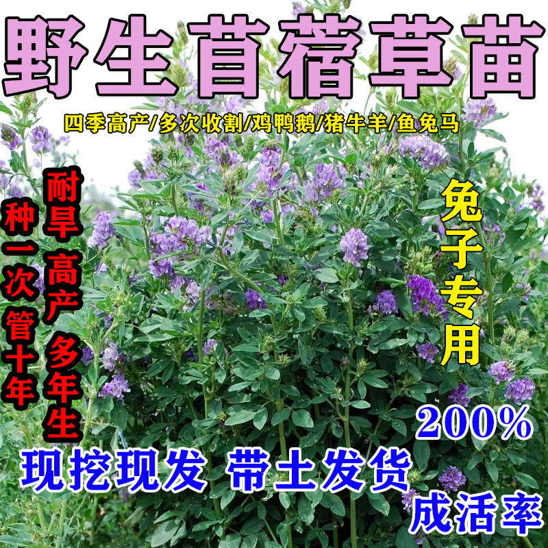 Must-buy bunny treats for 2025! a guide to avoiding common pitfalls ...