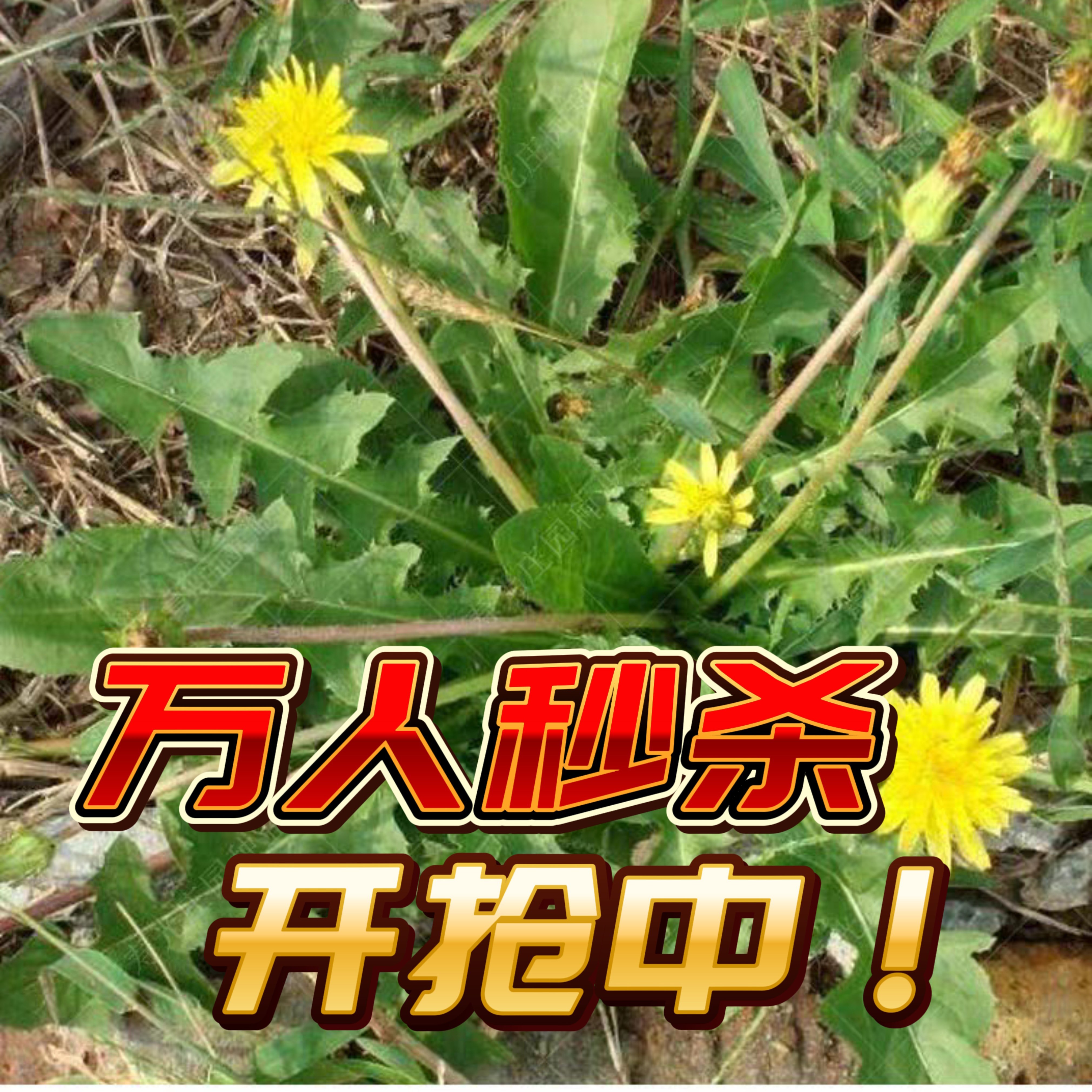 自冉香生鲜蔬菜
