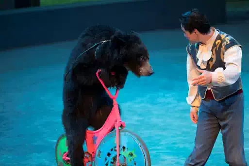 Shanghai Happy Circus Tickets-Shanghai Circus World Tickets