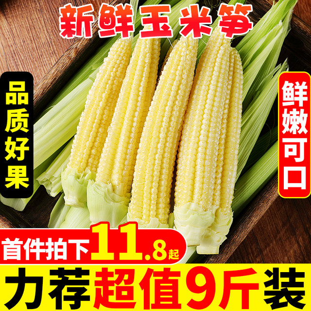 Fresh sweet corn bamboo shoots 9jin [Jin is equal to 0.5 kg] mini small ...