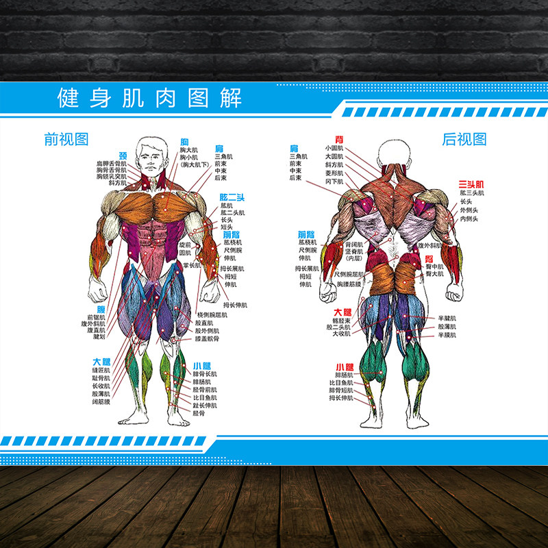 [USD 6.52] Diagram of human skeleton structure Human body picture ...
