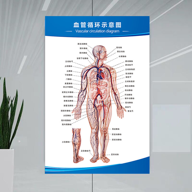 [USD 8.35] Hospital Clinic Human Medical Anatomy Diagram Medical Wall ...