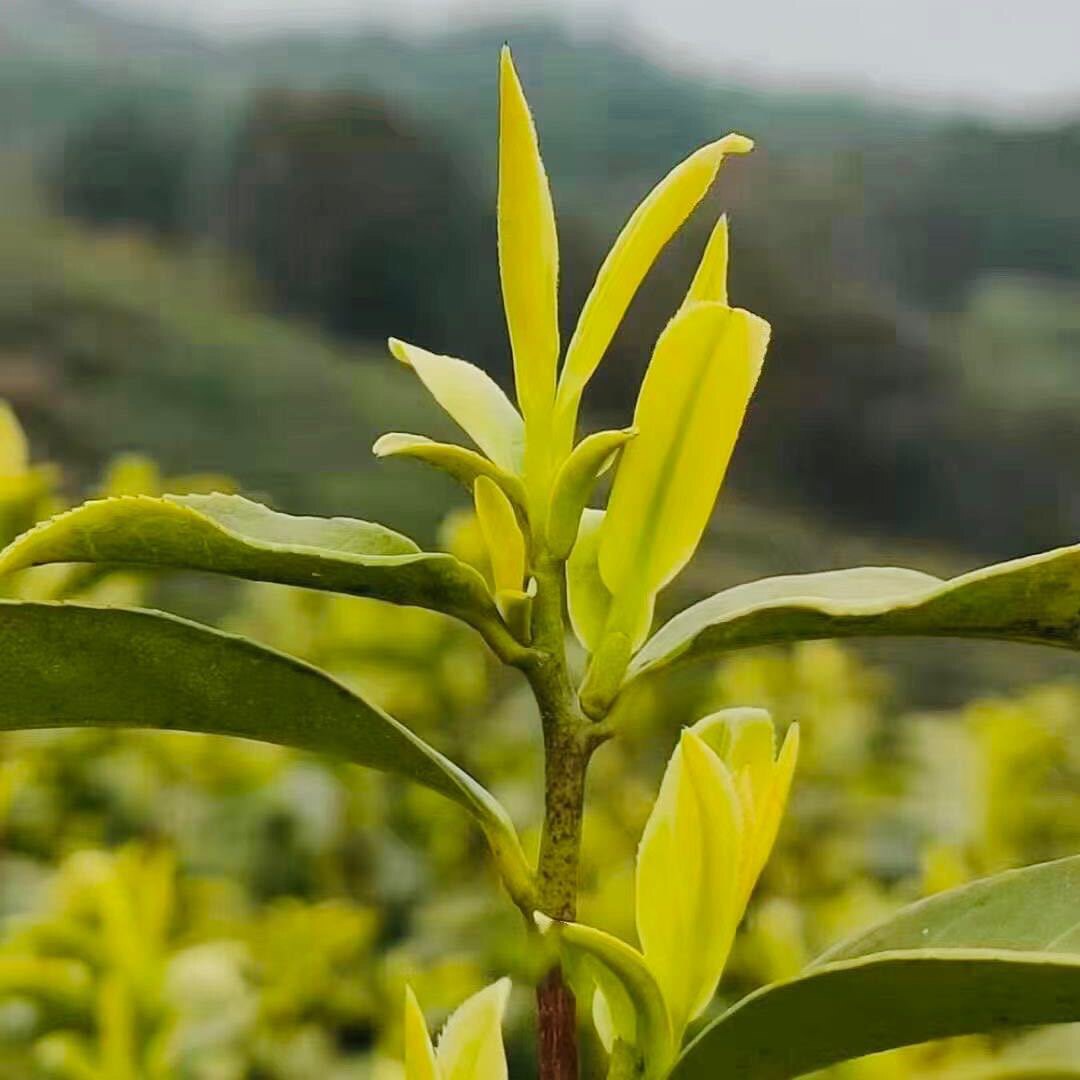 茗魁园茶业