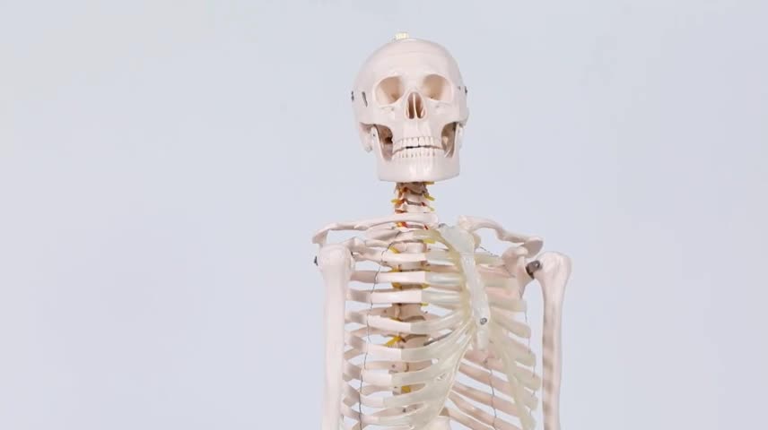Medical Educational Human Life Size Skeleton Model 178cmtall Biological ...