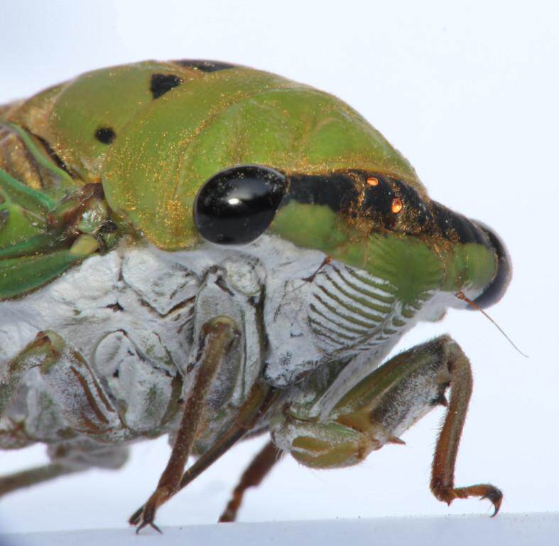 日本Raynox DCR250微距镜头：捕捉细节的艺术，让摄影更有魅力 -滤镜-淘宝百科网