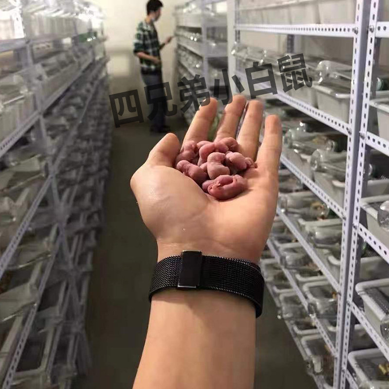 静安爬宠活体饲料场