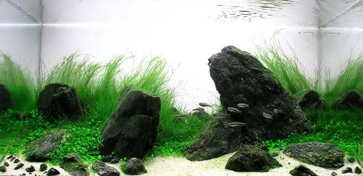 Qinglong stone landscape grass tank landscape fish tank decoration ...