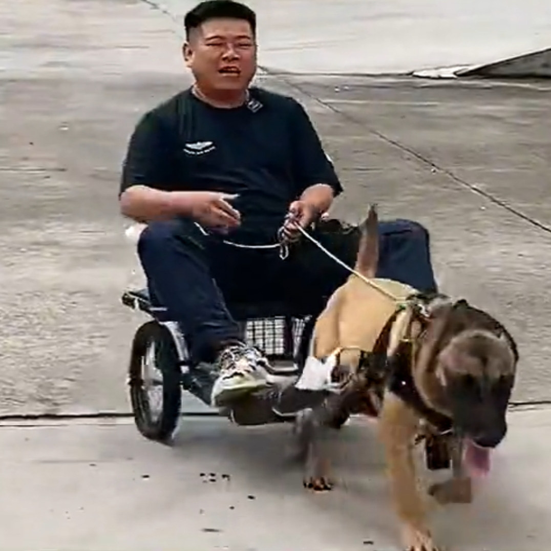 Dog walking tricycle: the perfect ride for big dogs! say goodbye to ...